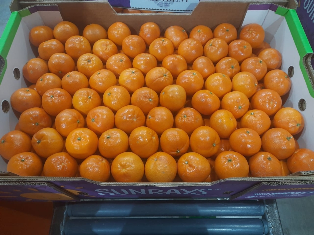 From The Field: Mandarins – February 9, 2021 – Sunrays