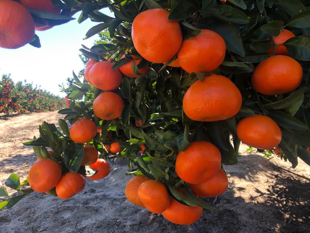 From The Field: Mandarins – July 27, 2021 – Sunrays
