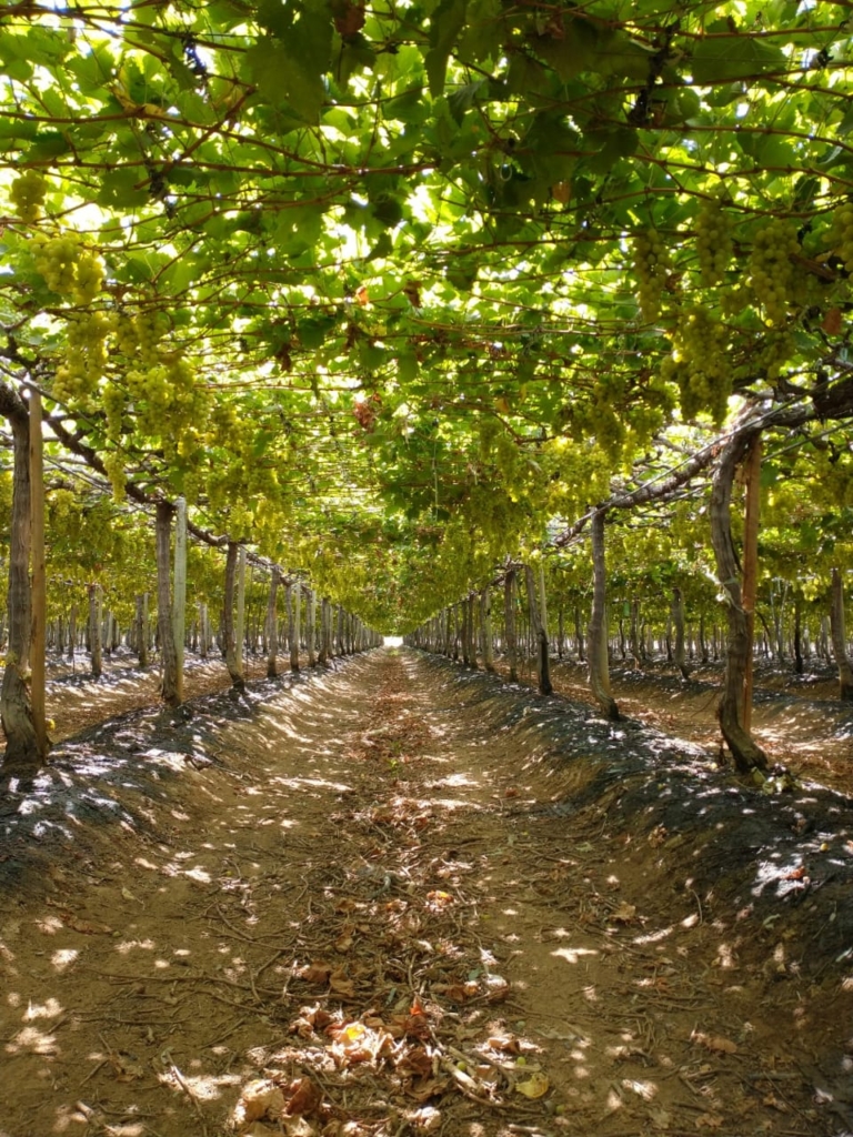 Let’s Talk About Cotton Candy™ Grapes – Sunrays