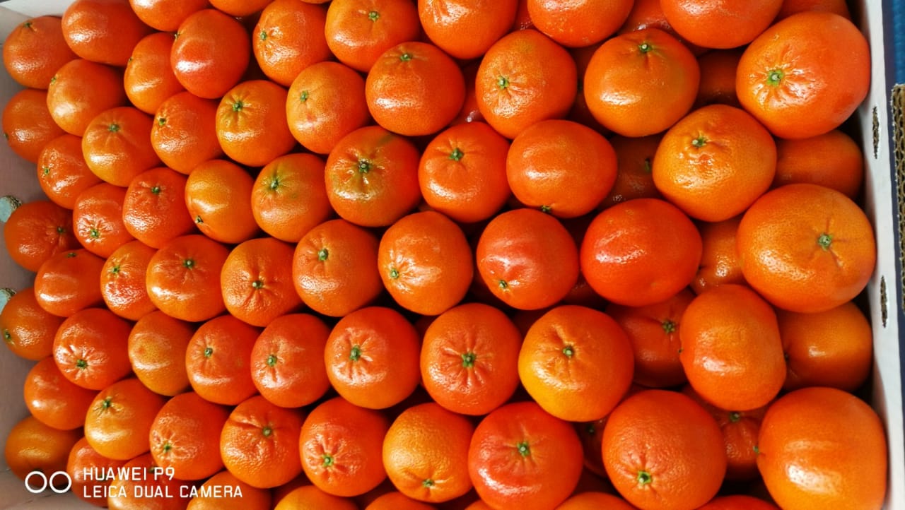 From The Field: Mandarins – February 8, 2022 – Sunrays