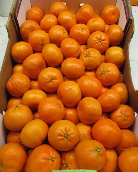 From the Field: Mandarins – April 19, 2022 – Sunrays